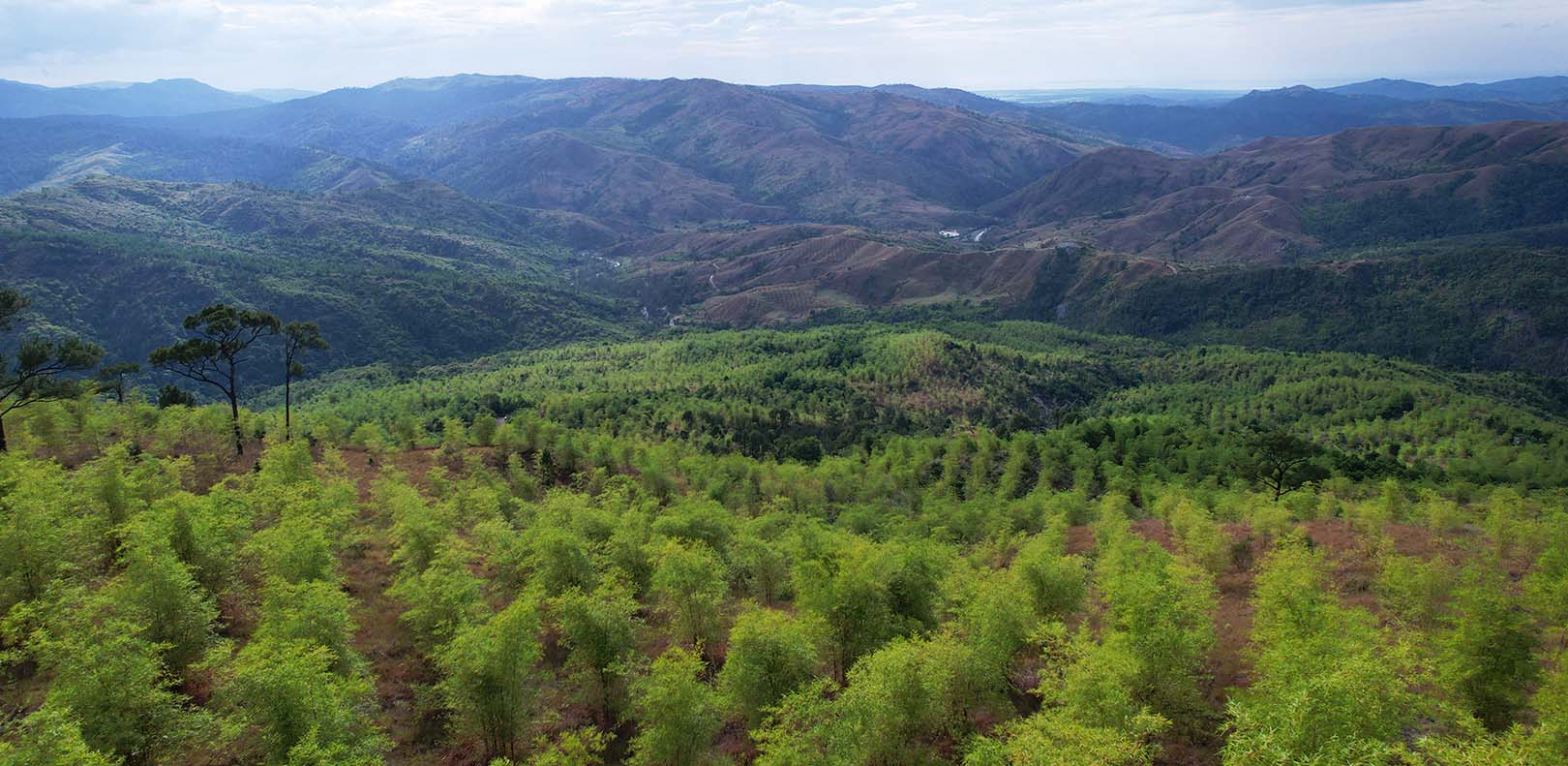 Bugallon Bamboo Plantation | CSFirst Green Agri-Industrial Development ...